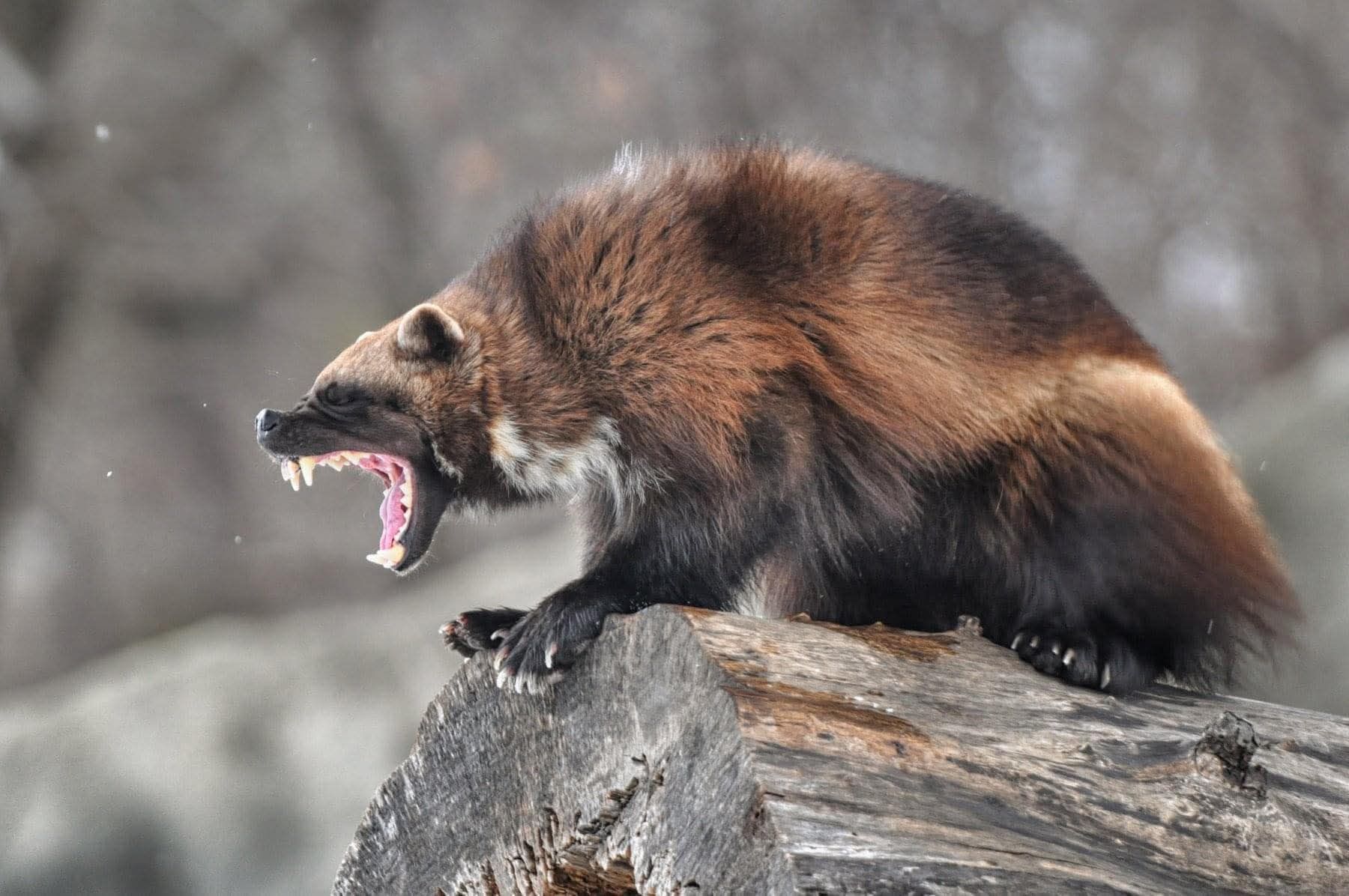 Why were Michiganders first called Wolverines? – City Watch News Blog